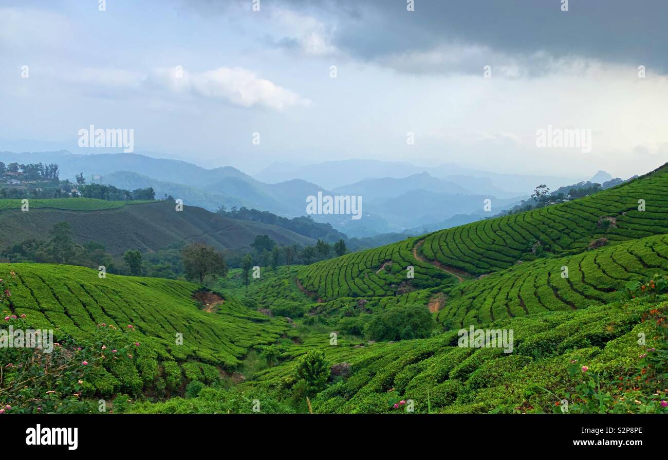 Green tea mountains hi-res stock photography and images - Alamy