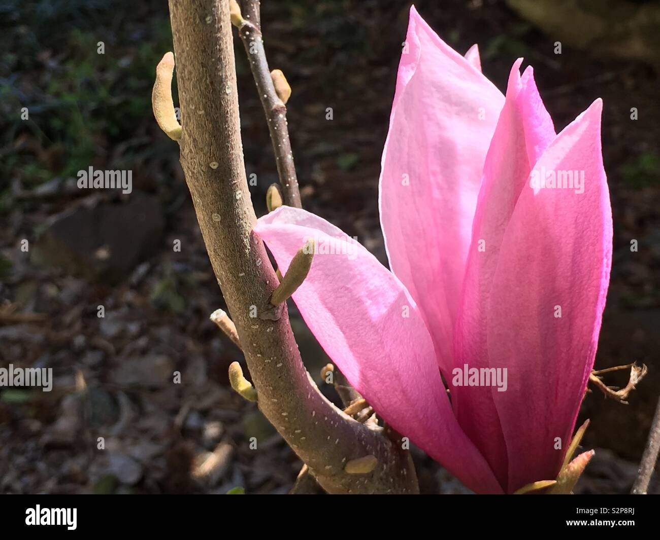 Jane magnolia hi-res stock photography and images - Alamy