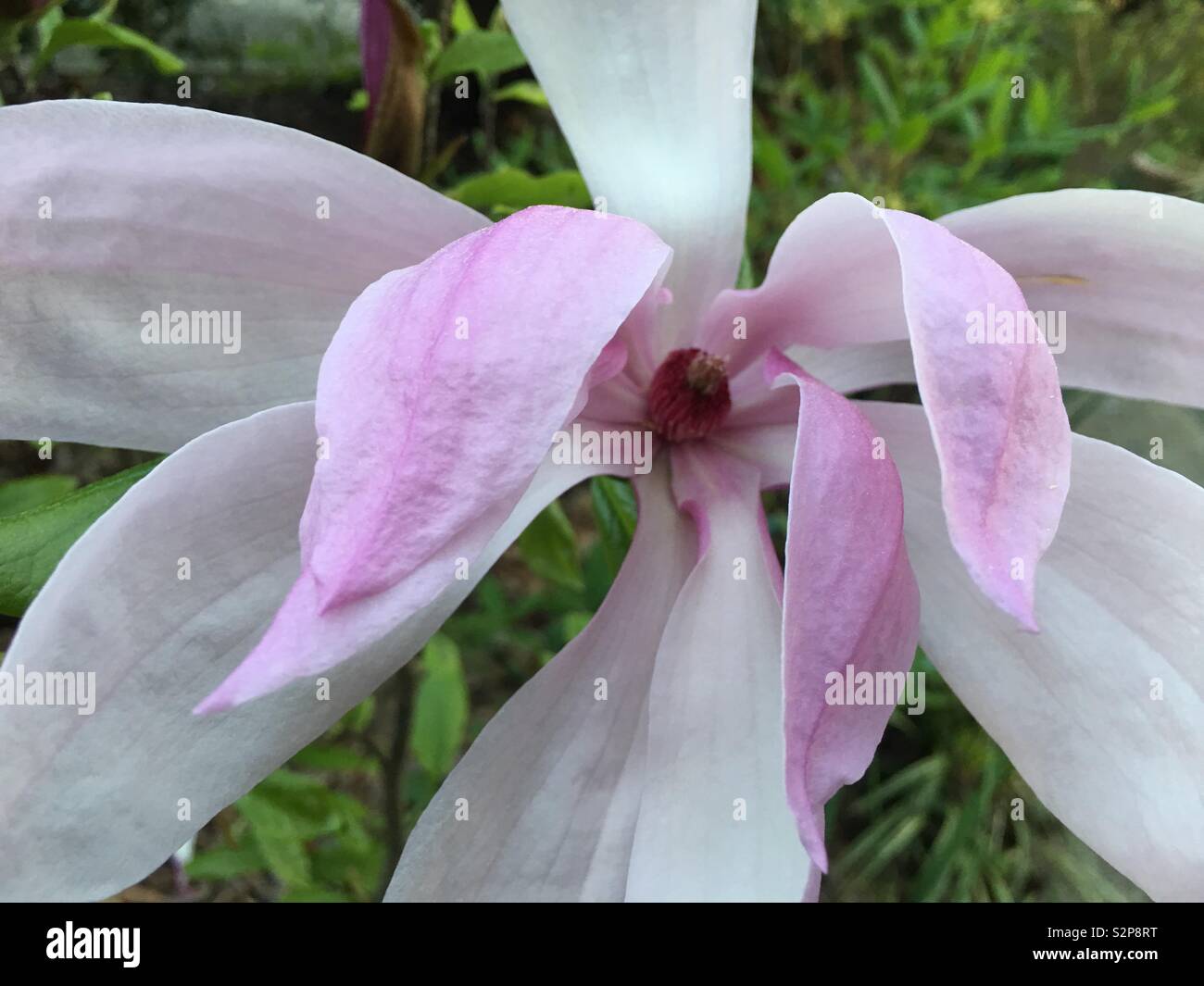 Magnolia x Jane flower fully opened, part of the ‘Little Girl’ series ...