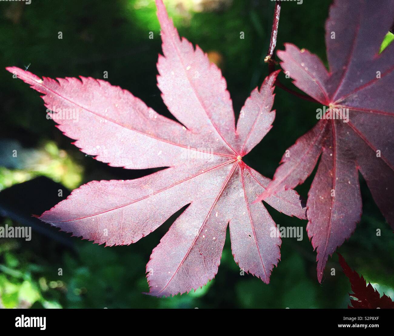 Acer plant hi-res stock photography and images - Alamy