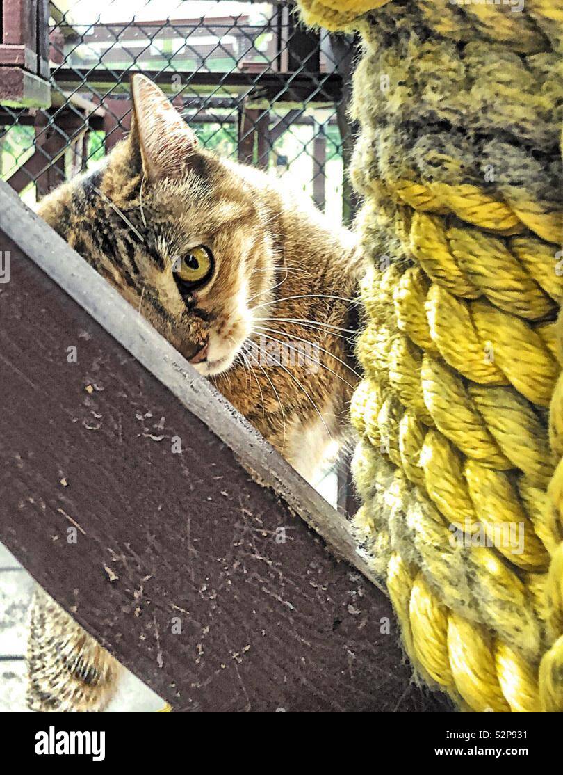 Cat is watching you...! Stock Photo - Alamy