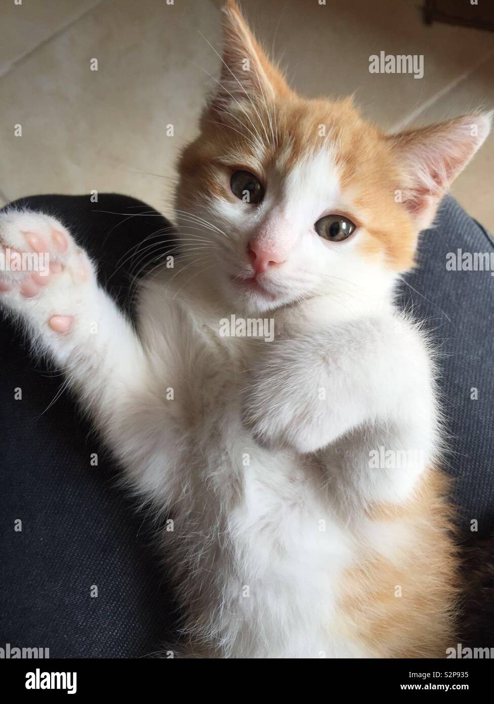 Hello cat hi-res stock photography and images - Alamy