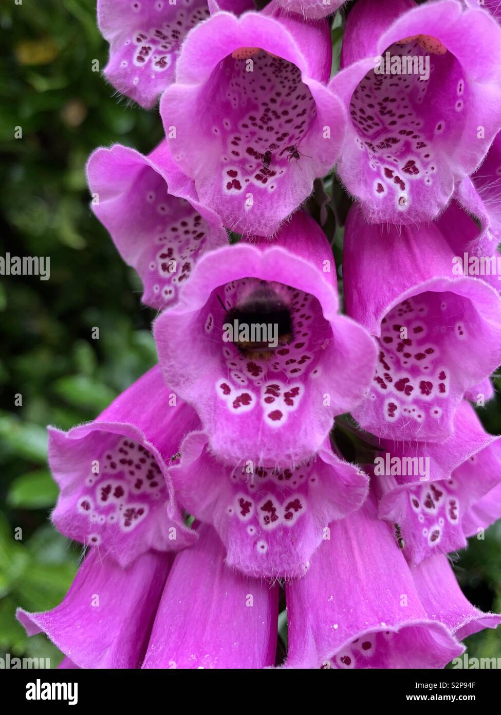Bee inside foxglove flower Stock Photo - Alamy