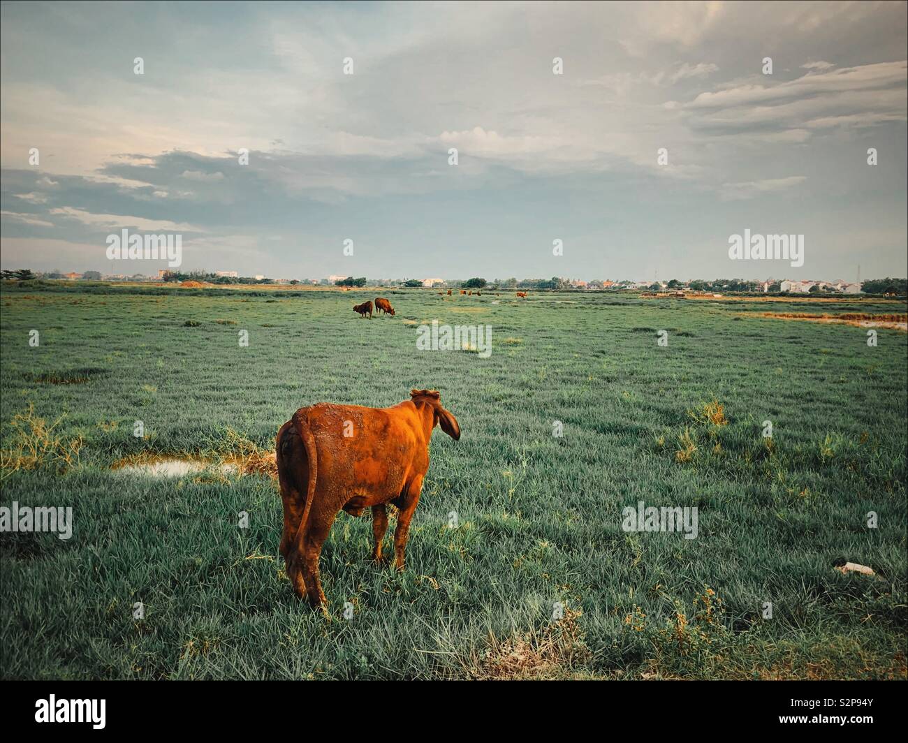 Old cow hi-res stock photography and images - Alamy
