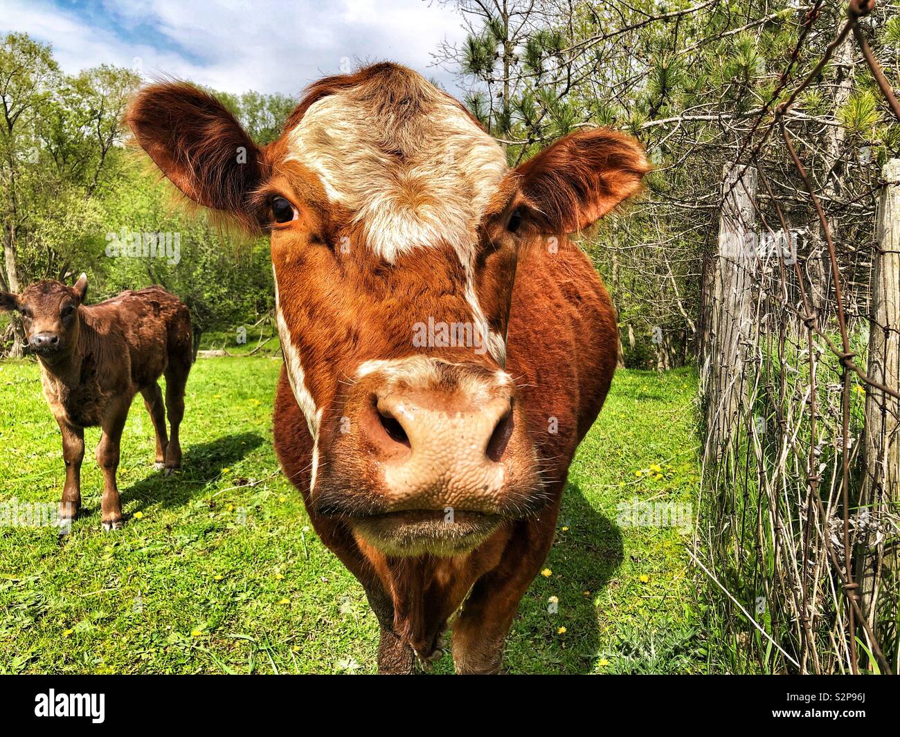 Close up of a cow looking at the camera hi-res stock photography and ...