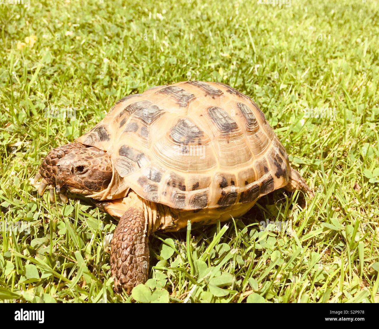 Reptile reptiles hi-res stock photography and images - Alamy