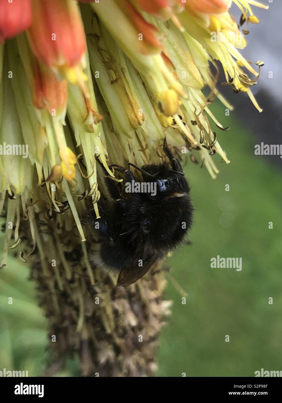 Black bee hi-res stock photography and images - Alamy
