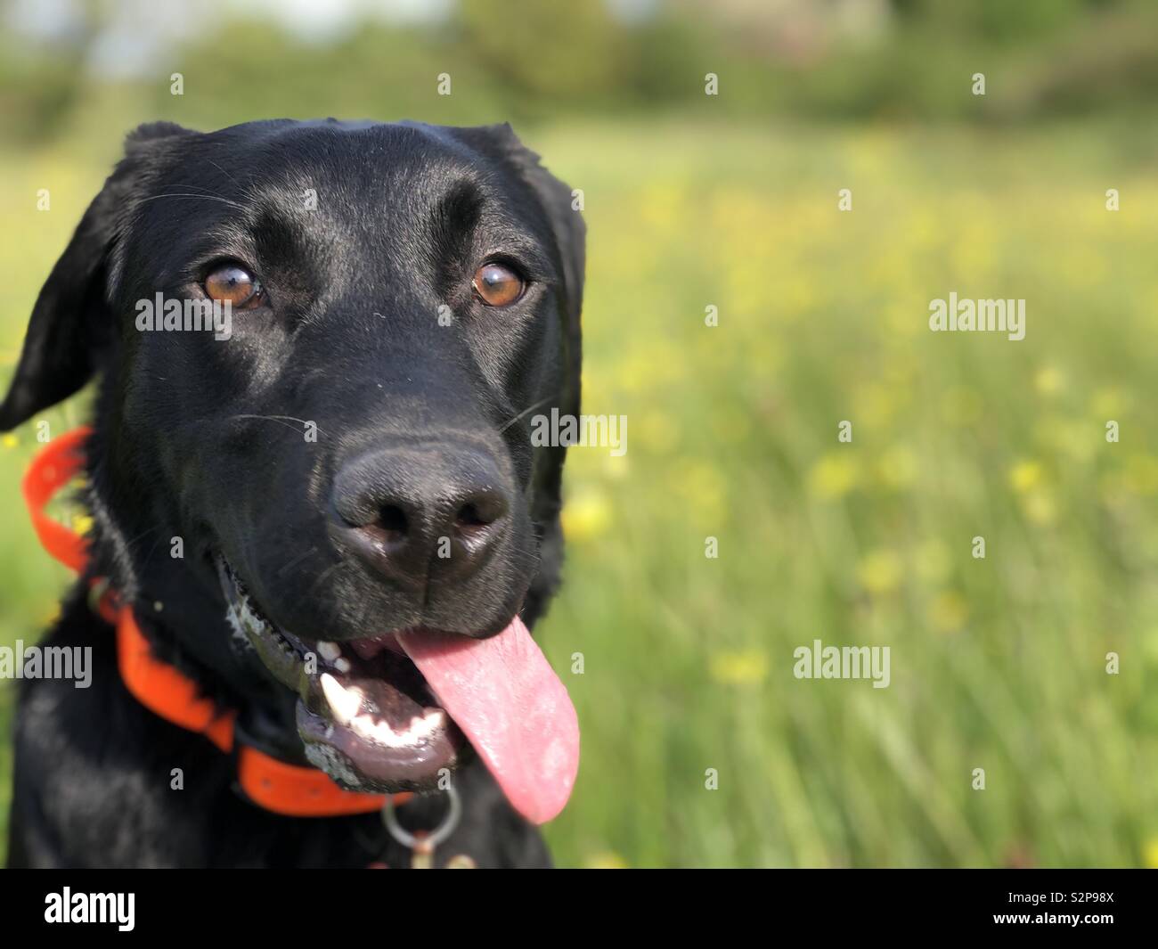 Labrador tongue out hi-res stock photography and images - Alamy