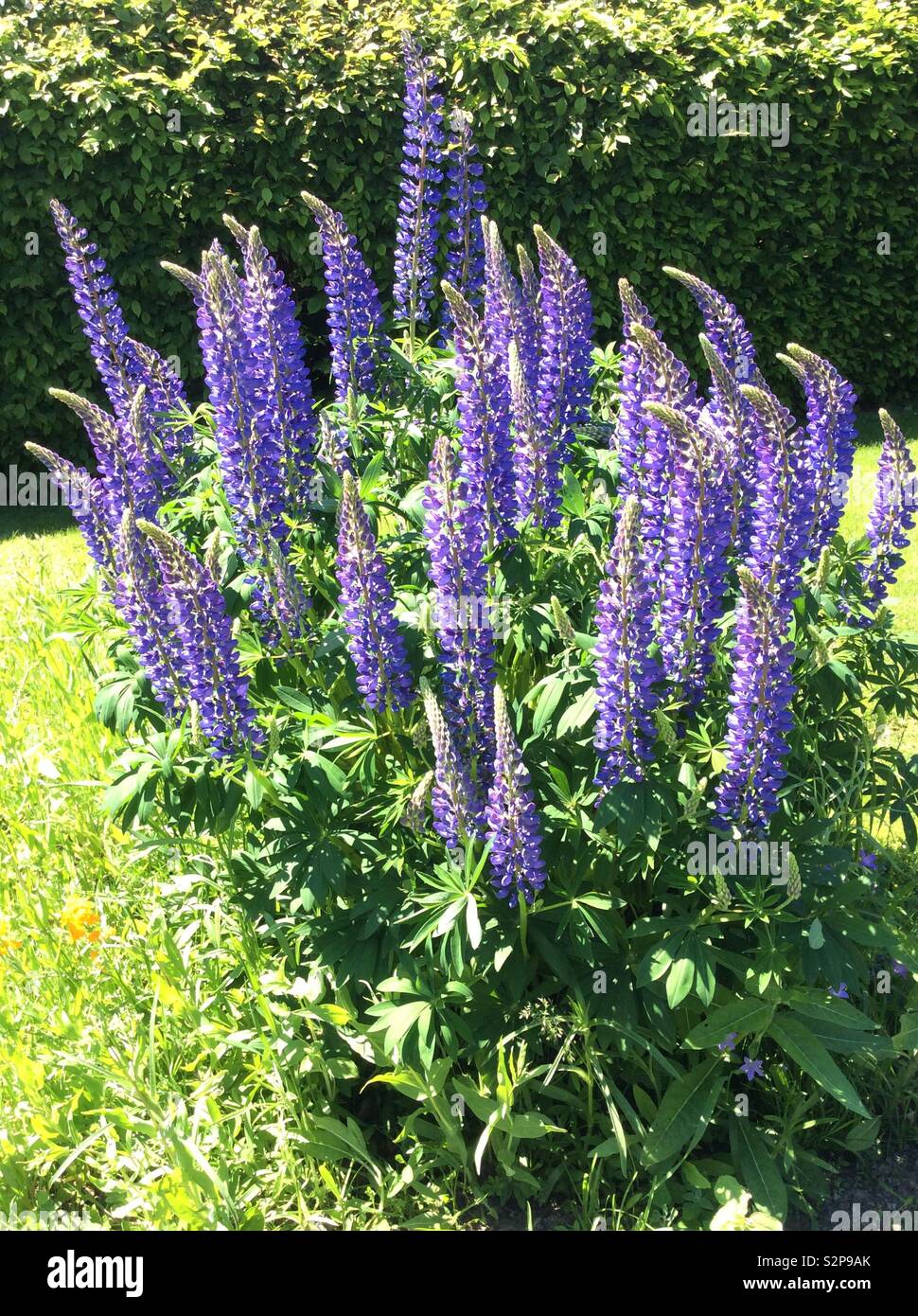 Blue lupin hi-res stock photography and images - Alamy