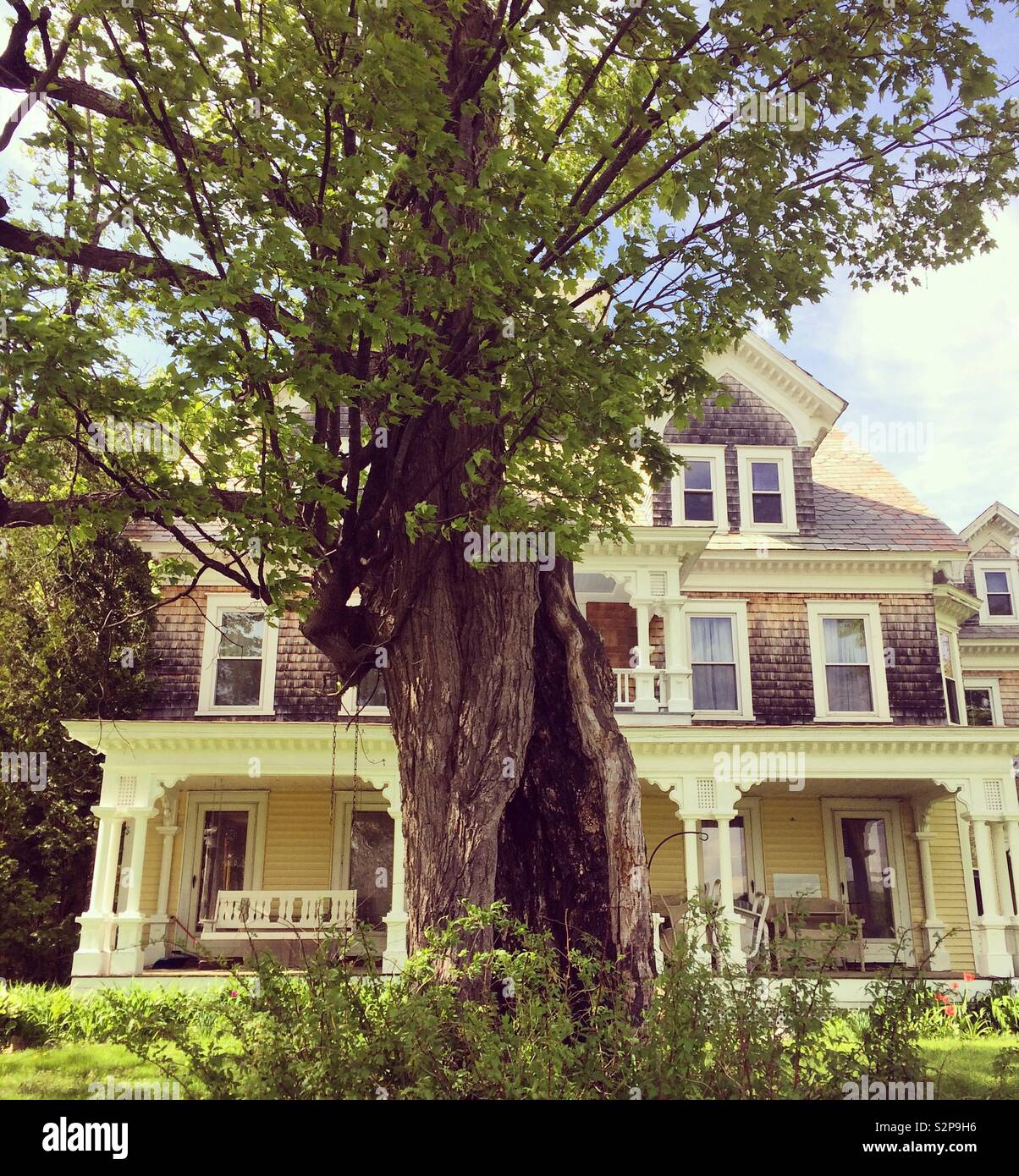 A large tree in front of a large home in Whitingham, Vermont, United ...