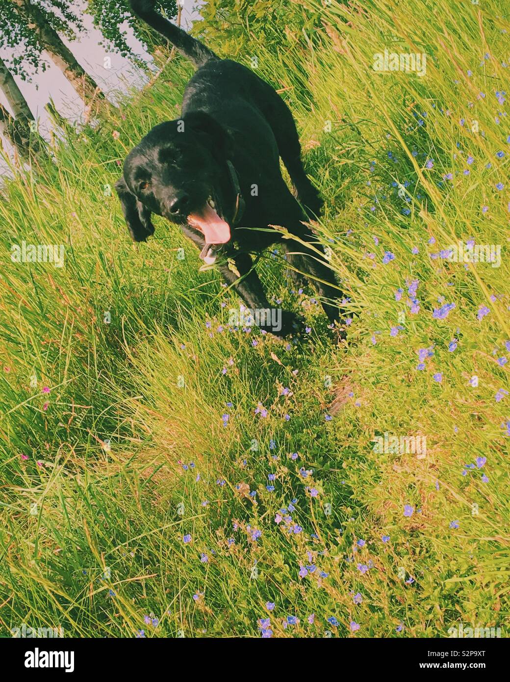 Happy Dog 2.0 Stock Photo - Alamy