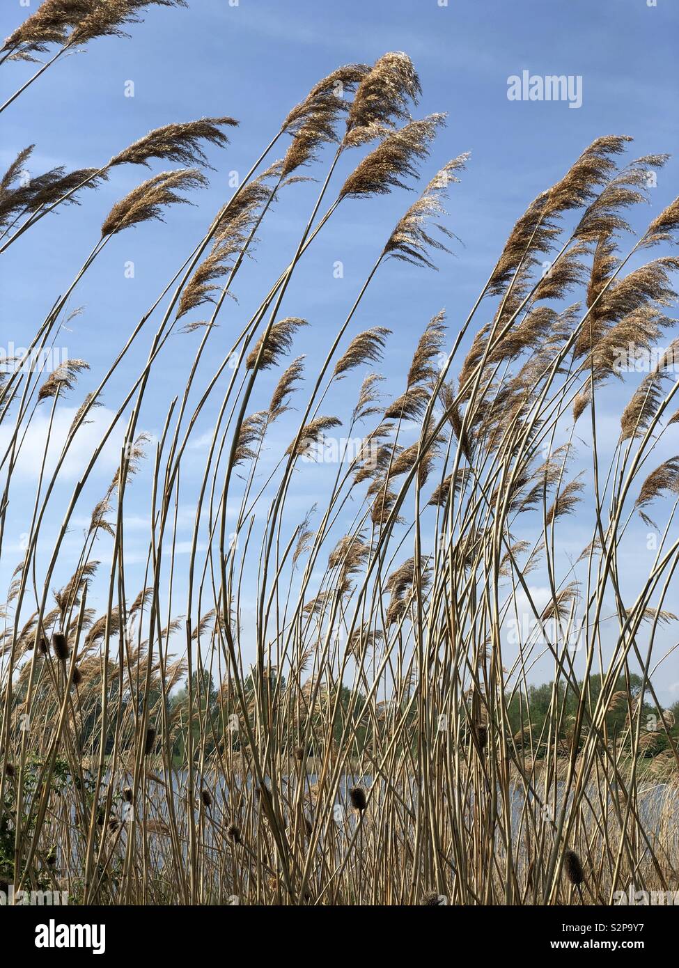 Reeds and rushes hi-res stock photography and images - Alamy