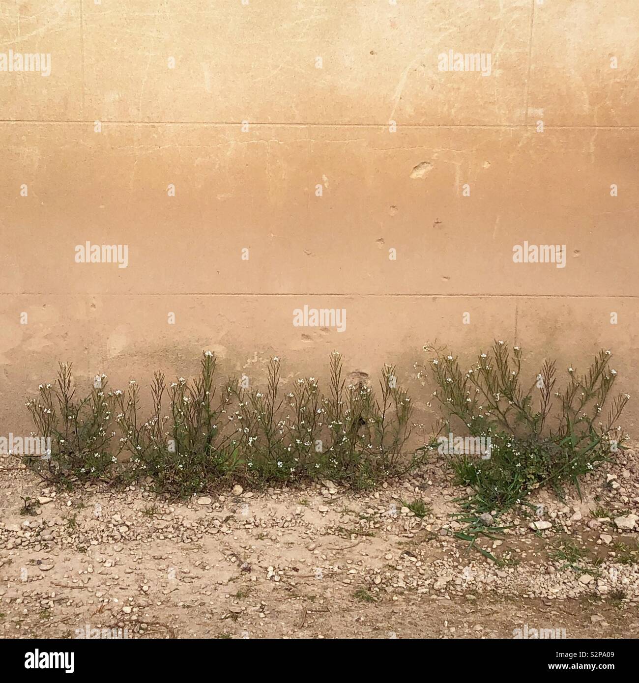 Weeds wall hi-res stock photography and images - Alamy