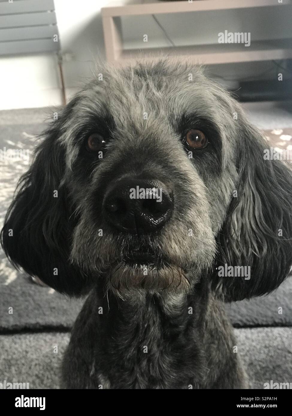 Grey boy hi-res stock photography and images - Alamy