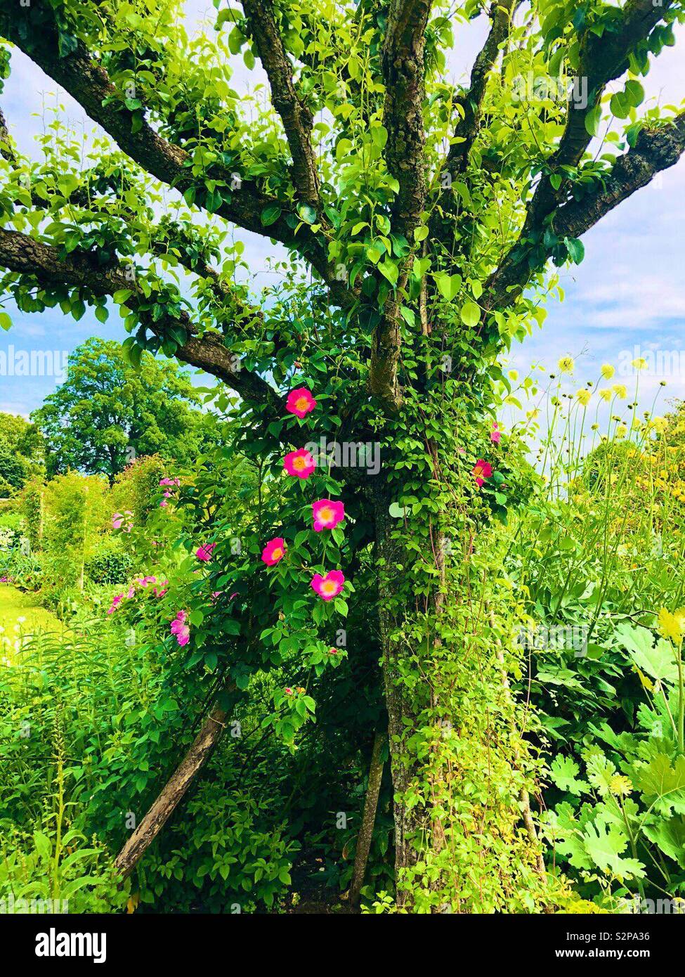 Rose garden tree Stock Photo - Alamy