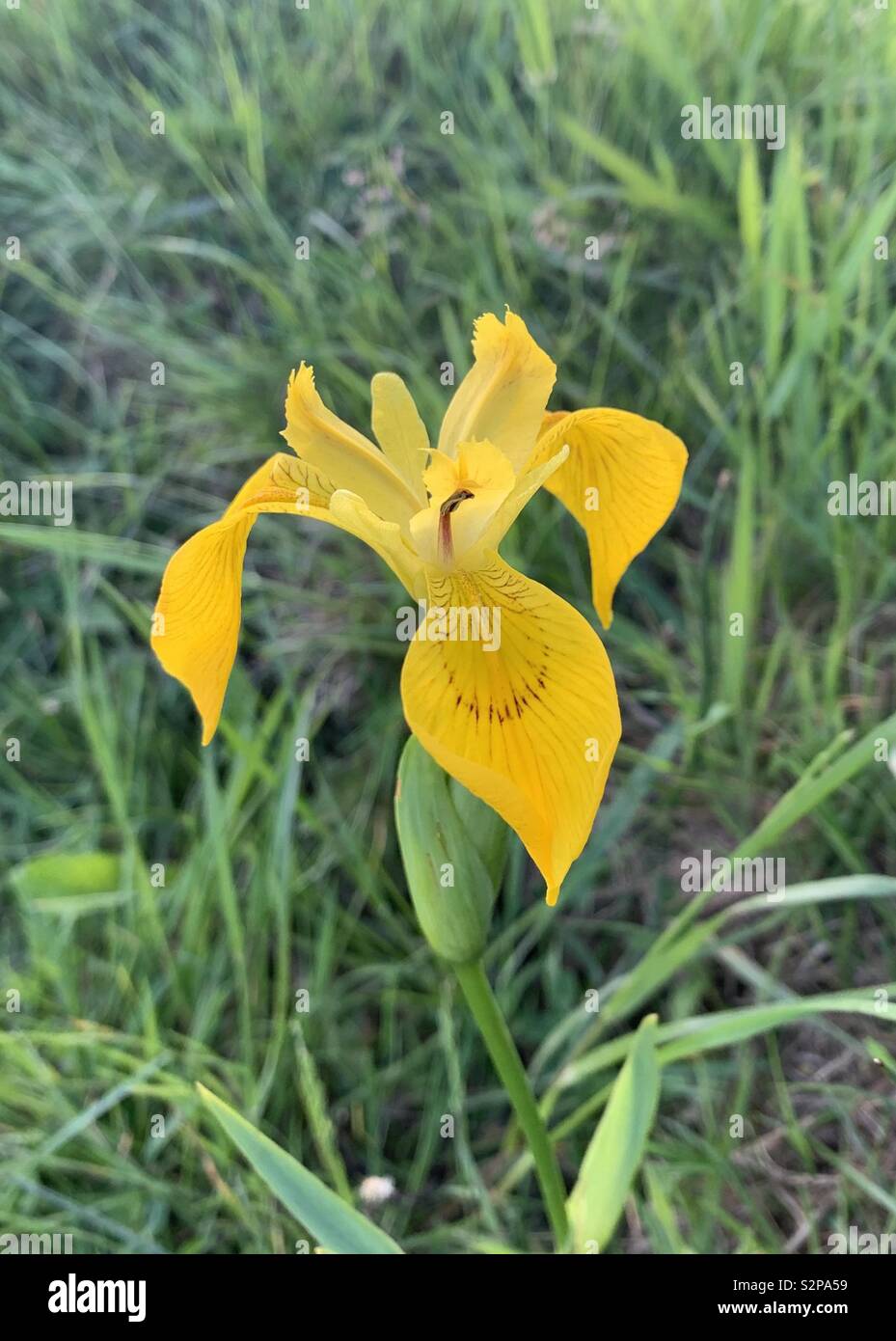 Iris pond hi-res stock photography and images - Alamy