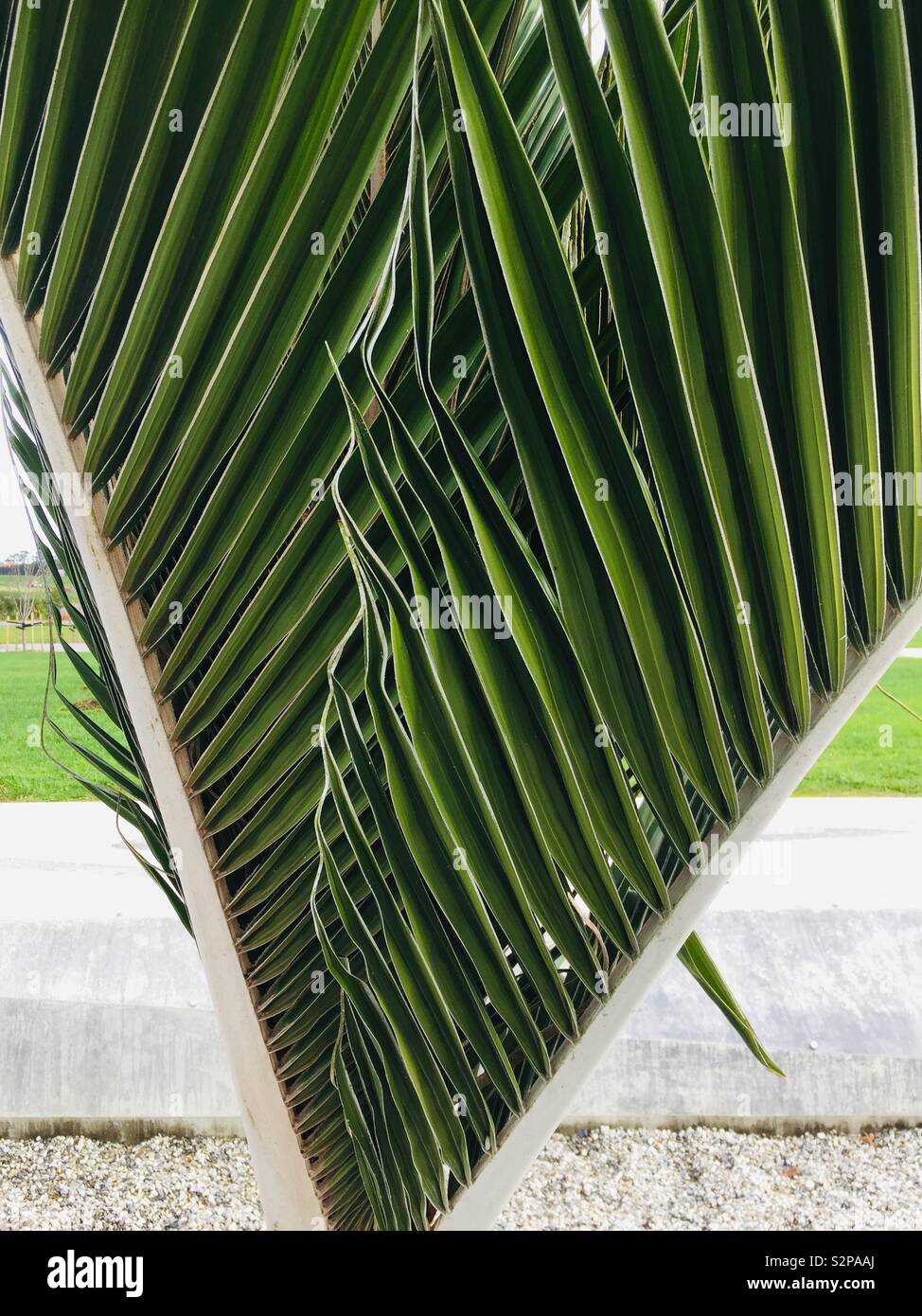 Nikau hi-res stock photography and images - Alamy