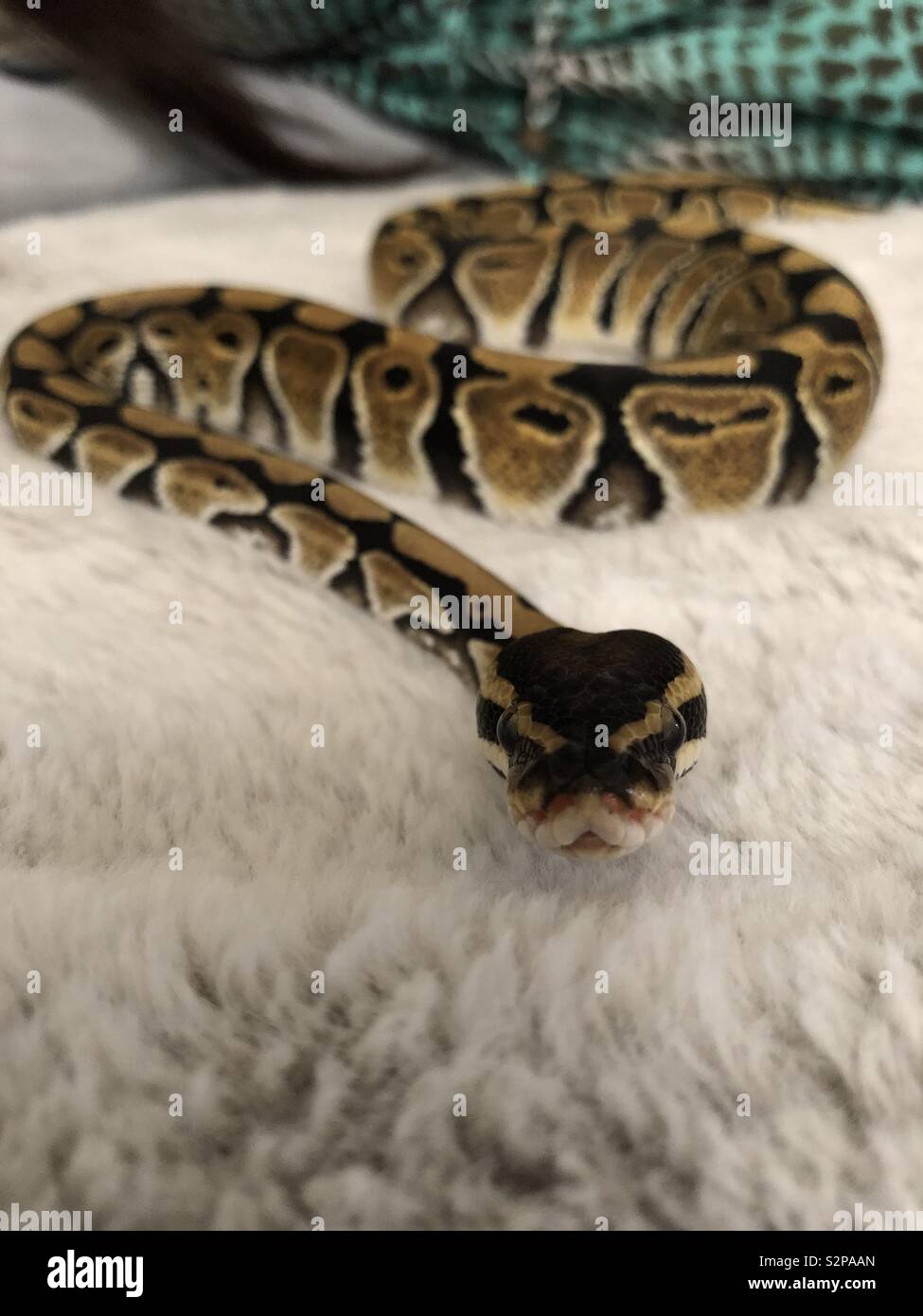 Kunda hi-res stock photography and images - Alamy