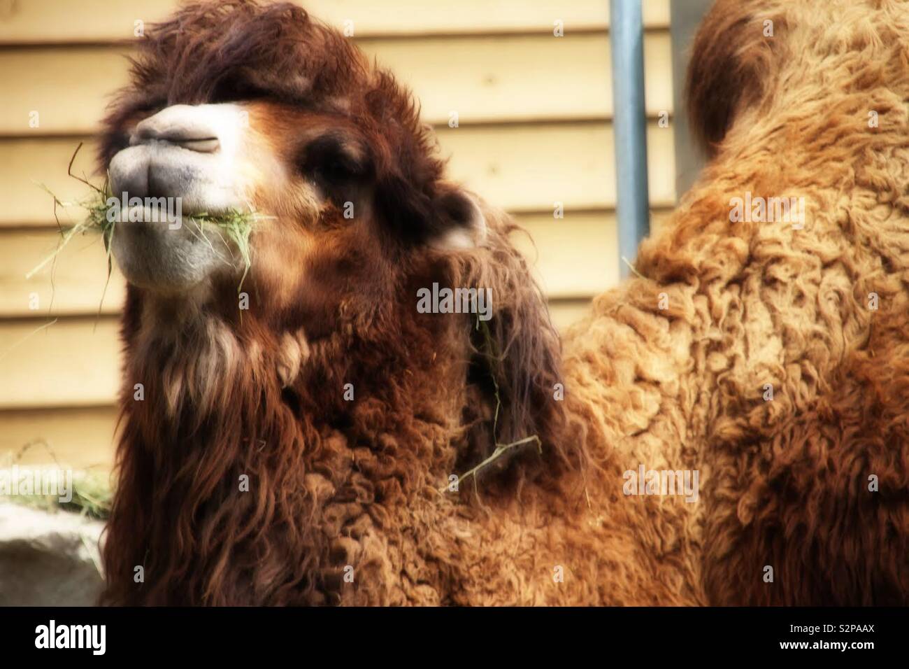 Hairy camel hi-res stock photography and images - Alamy