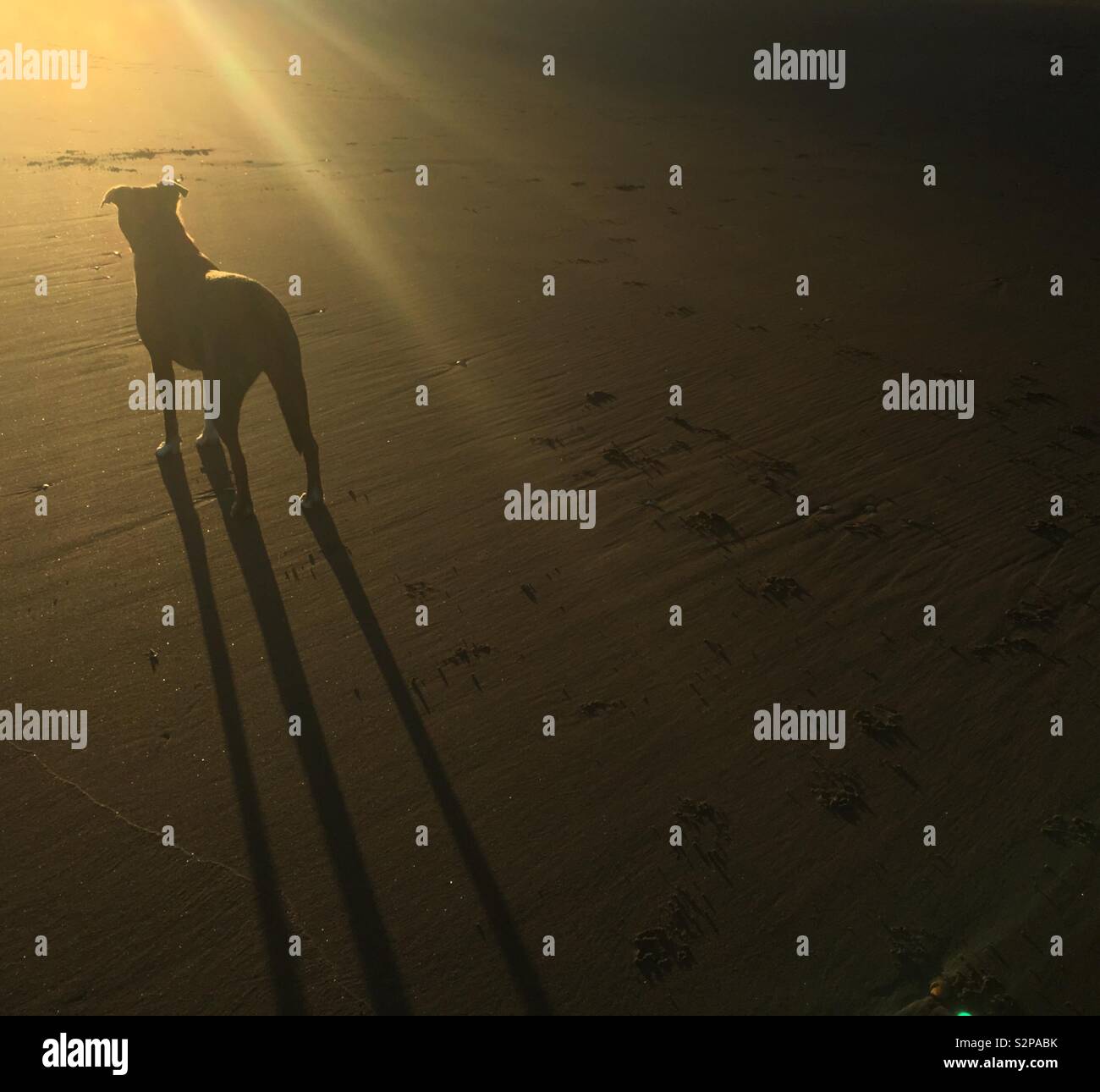 Dog in shadow on beach at sunrise Stock Photo - Alamy