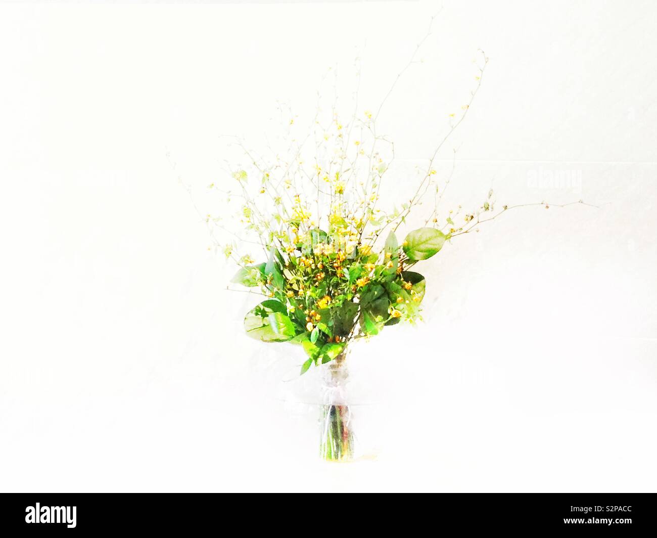 High key flower High Resolution Stock Photography and Images - Alamy