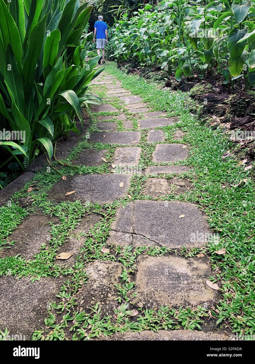 Low angle of path through tropical garden with grey haired man in ...