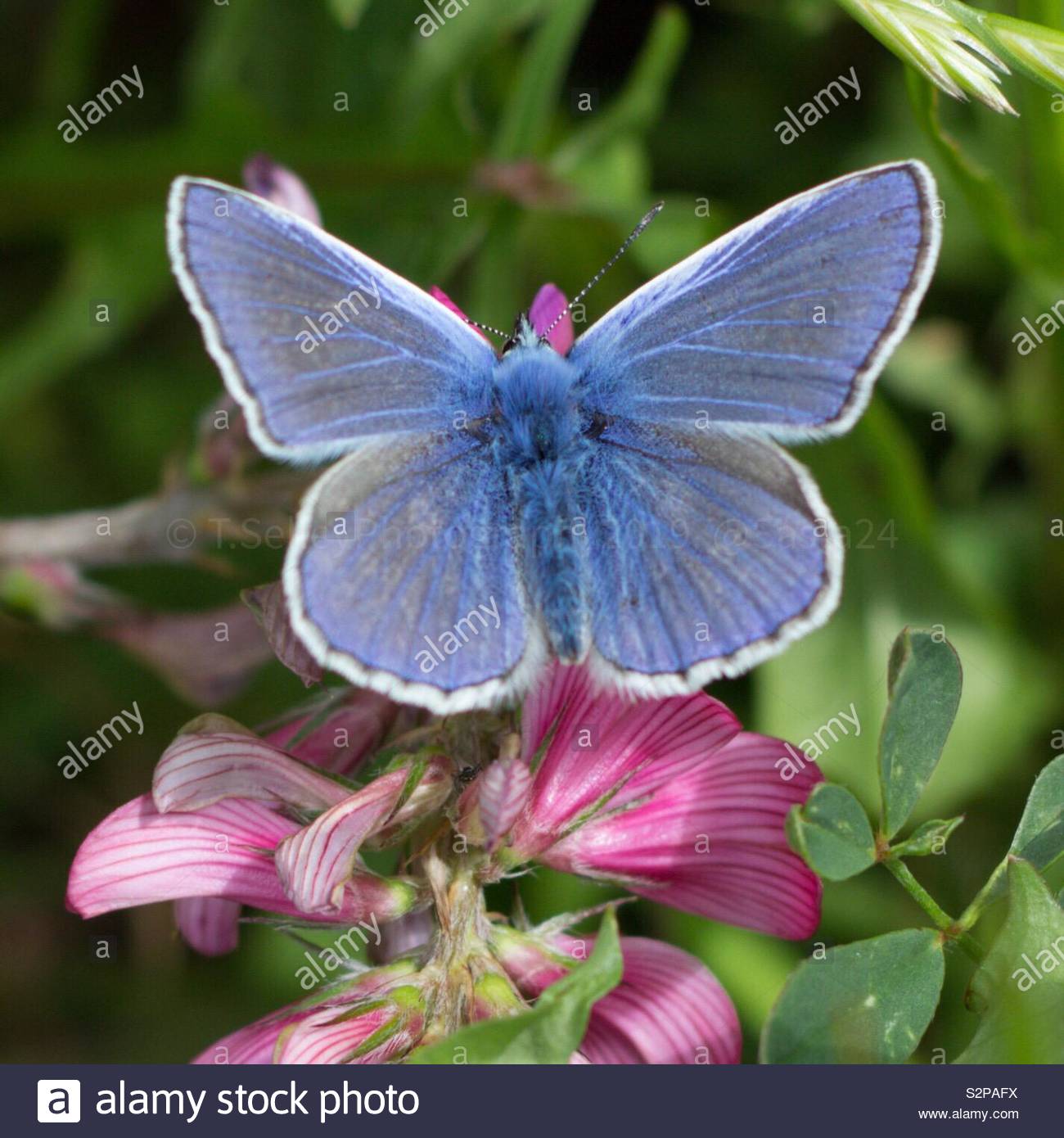 Beautiful butterfly landscapes hi-res stock photography and images - Alamy