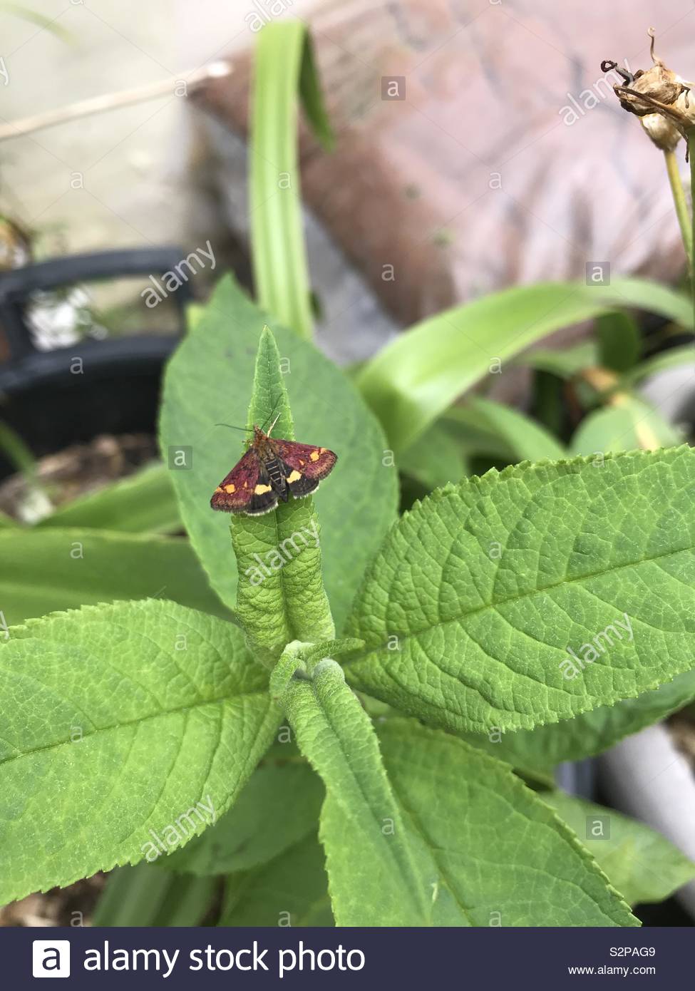 Cute little butterfly hi-res stock photography and images - Alamy