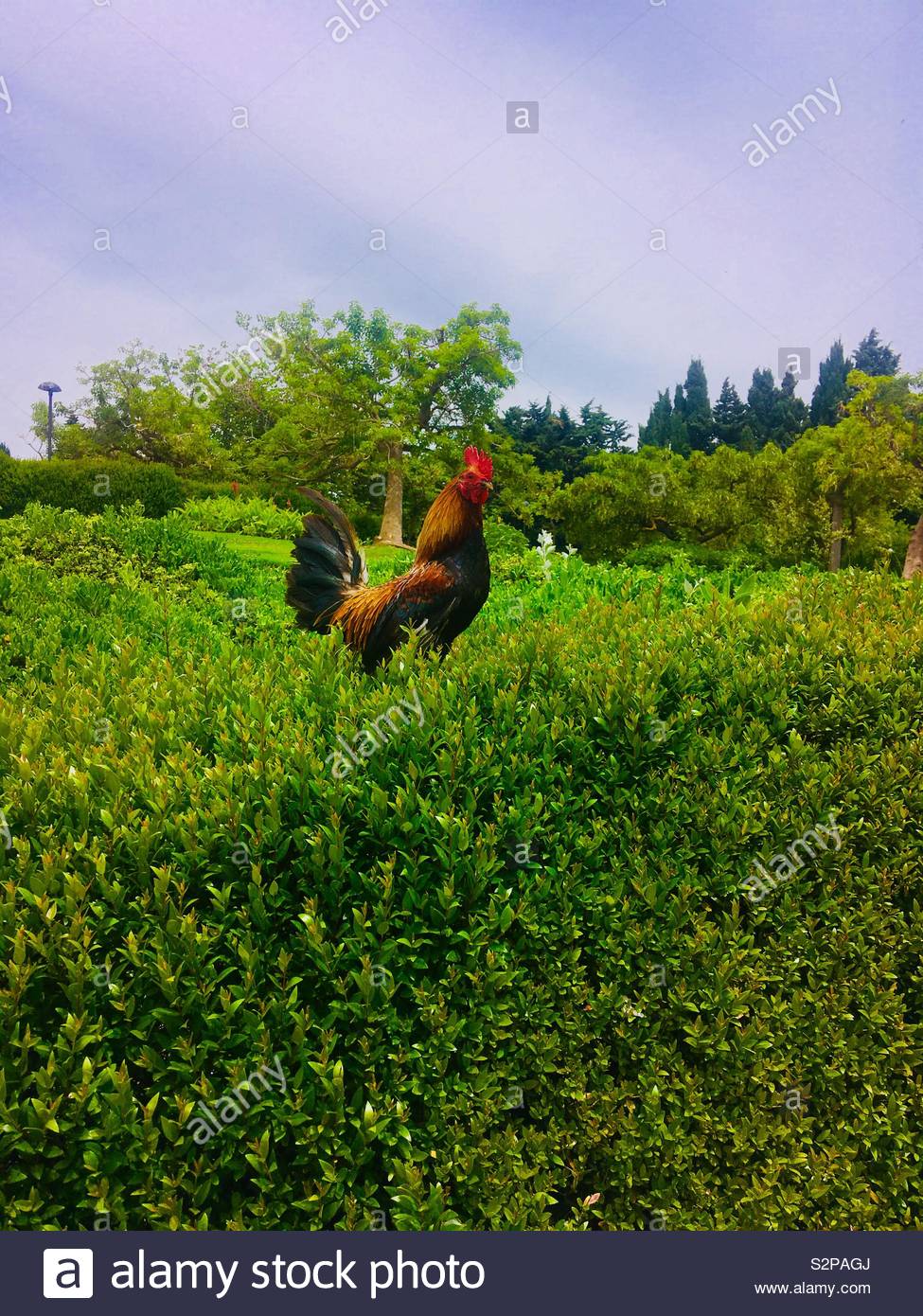 Colourful rooster hi-res stock photography and images - Alamy