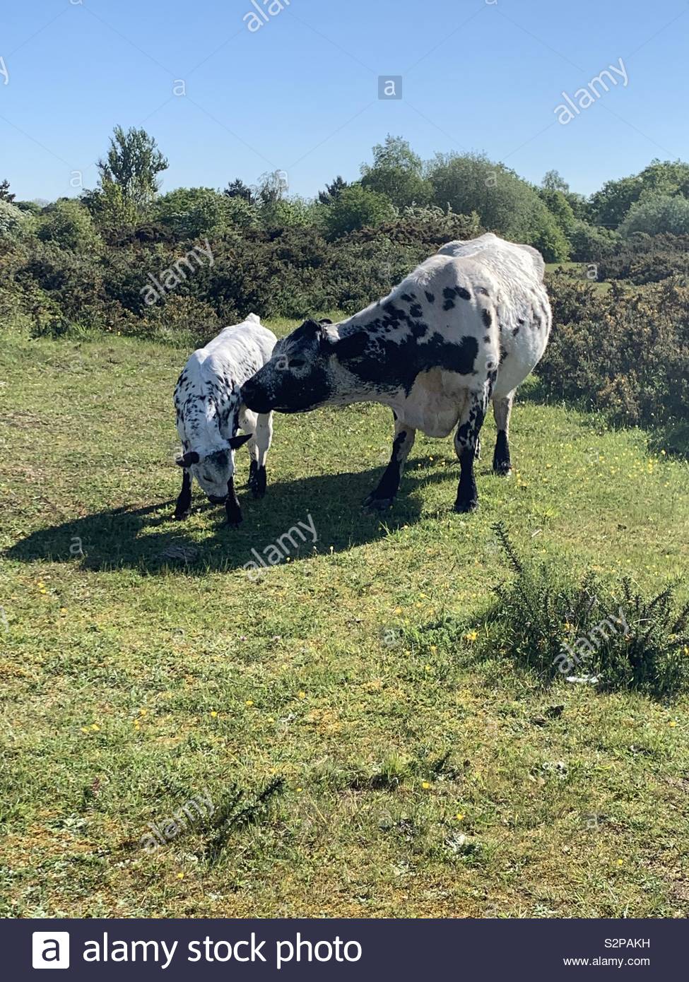 Common mother hi-res stock photography and images - Alamy