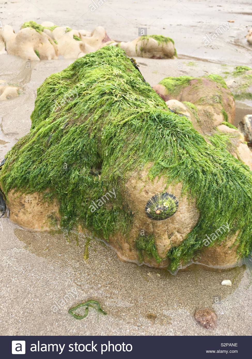 Seaweed rock hi-res stock photography and images - Alamy