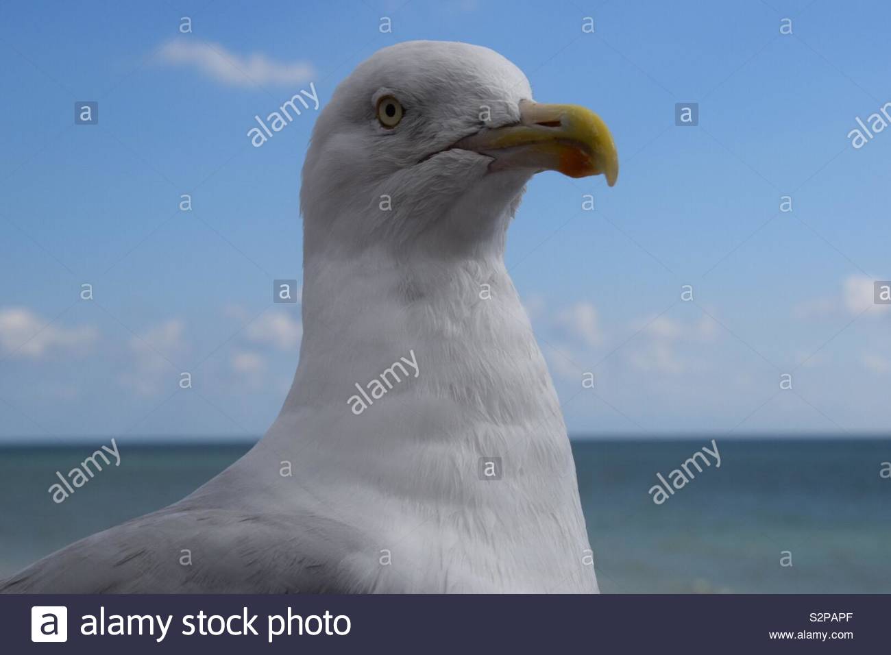Seagul at the beach hi-res stock photography and images - Alamy