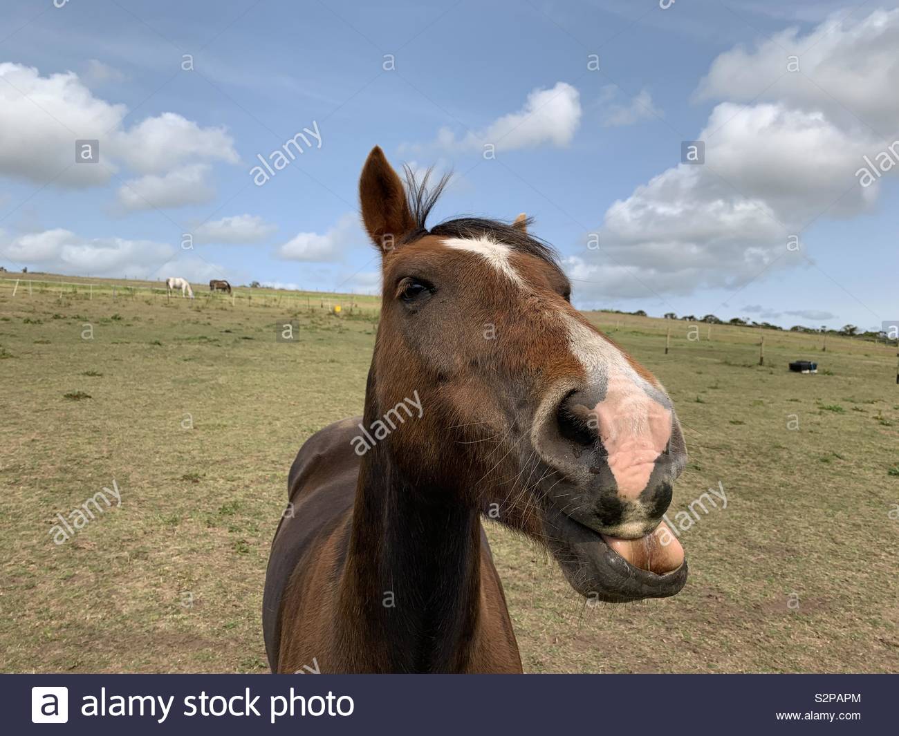 Horse smiling hi-res stock photography and images - Alamy