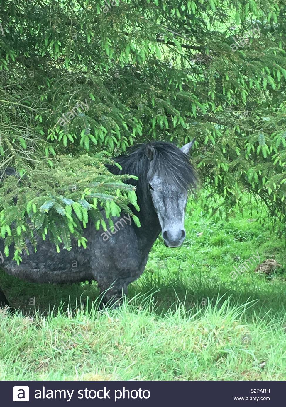 Horse in the trees Stock Photo - Alamy