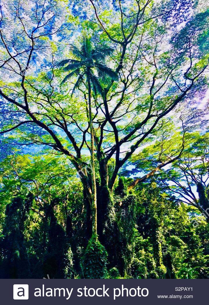 A tree branching out into the sky at Manoa Falls, Oahu, Hawaii Stock ...