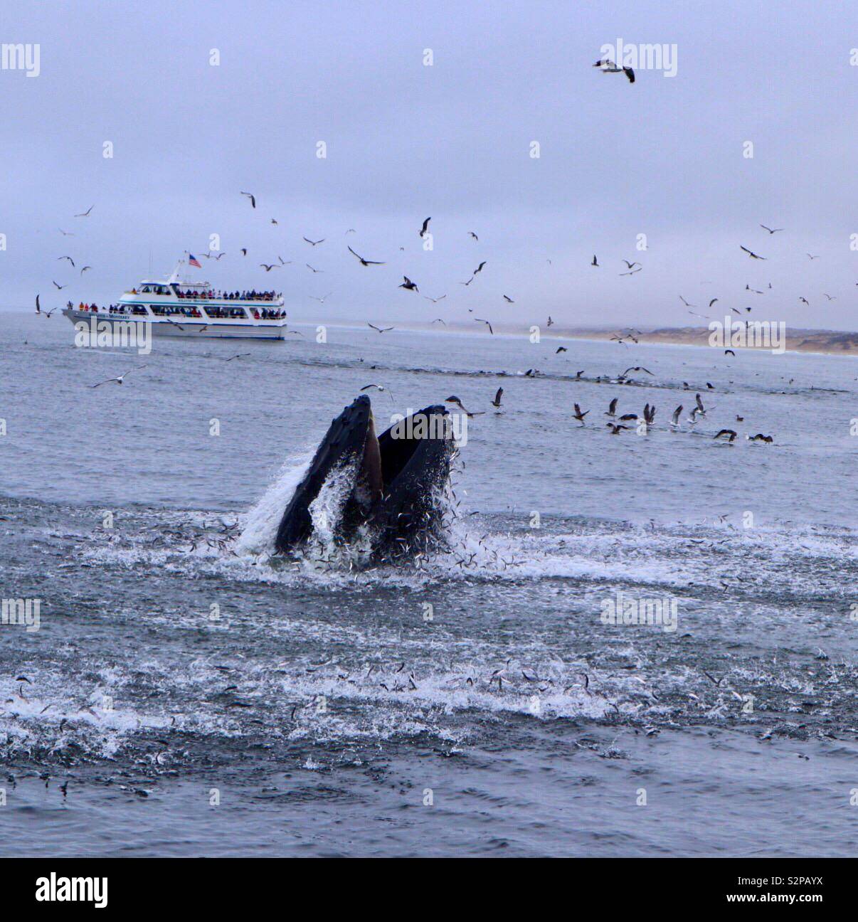 Humpback whale and feeding hi-res stock photography and images - Alamy