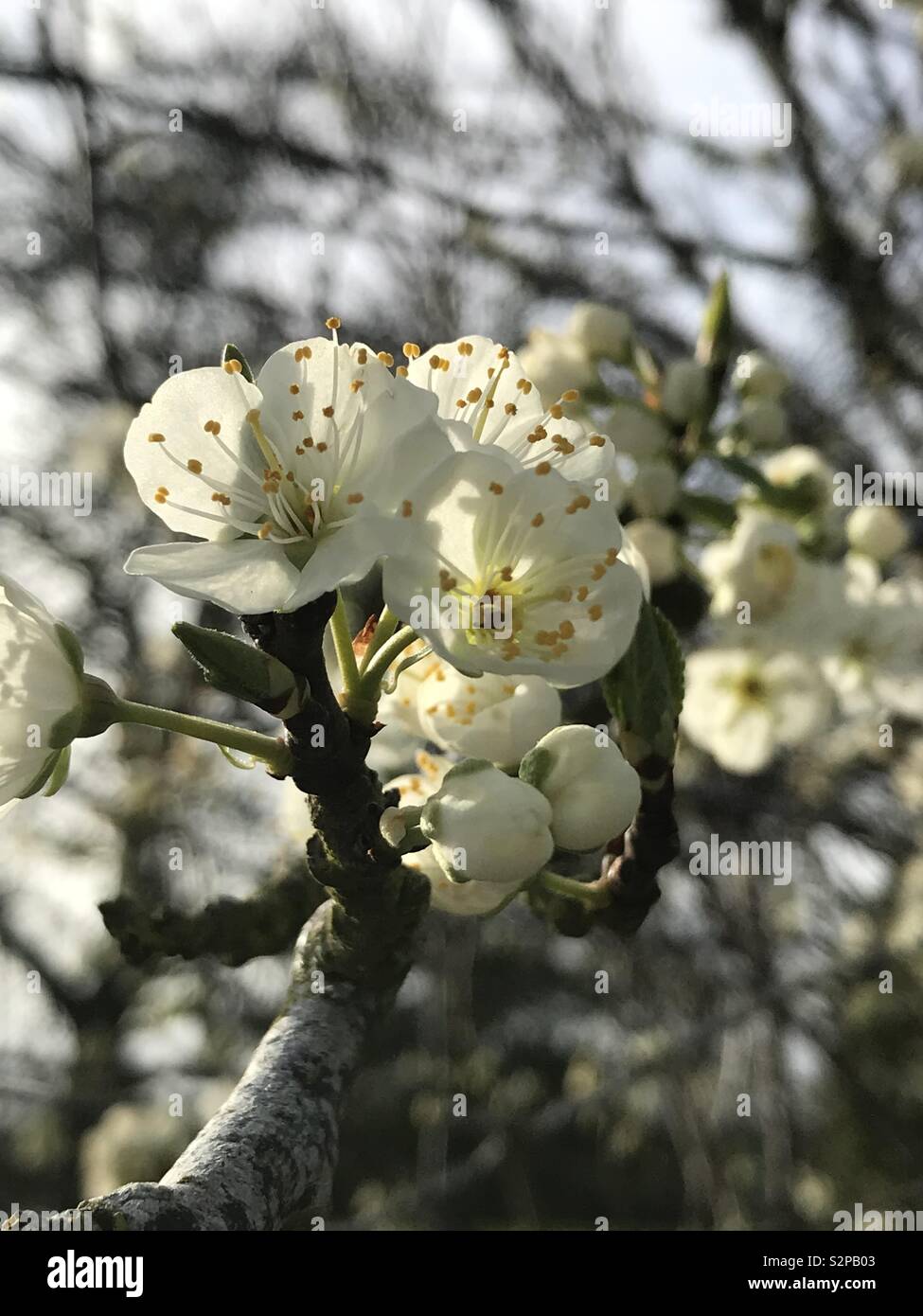 Pear blossom hi-res stock photography and images - Alamy