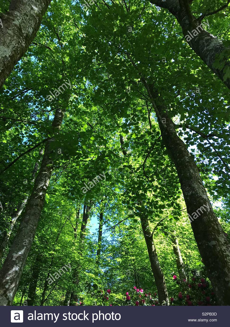 Gorgeous trees hi-res stock photography and images - Alamy