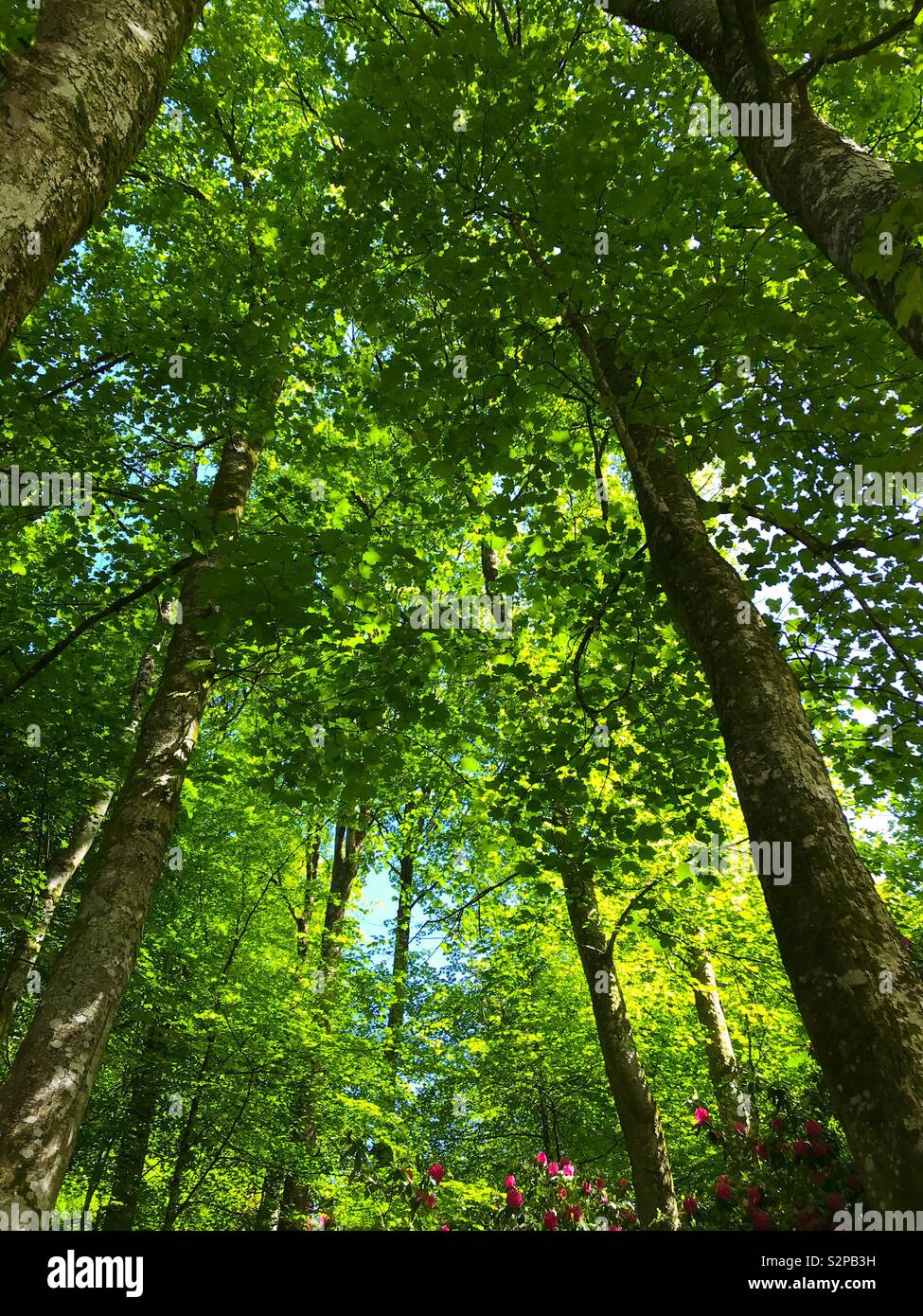 English Treeline High Resolution Stock Photography and Images - Alamy