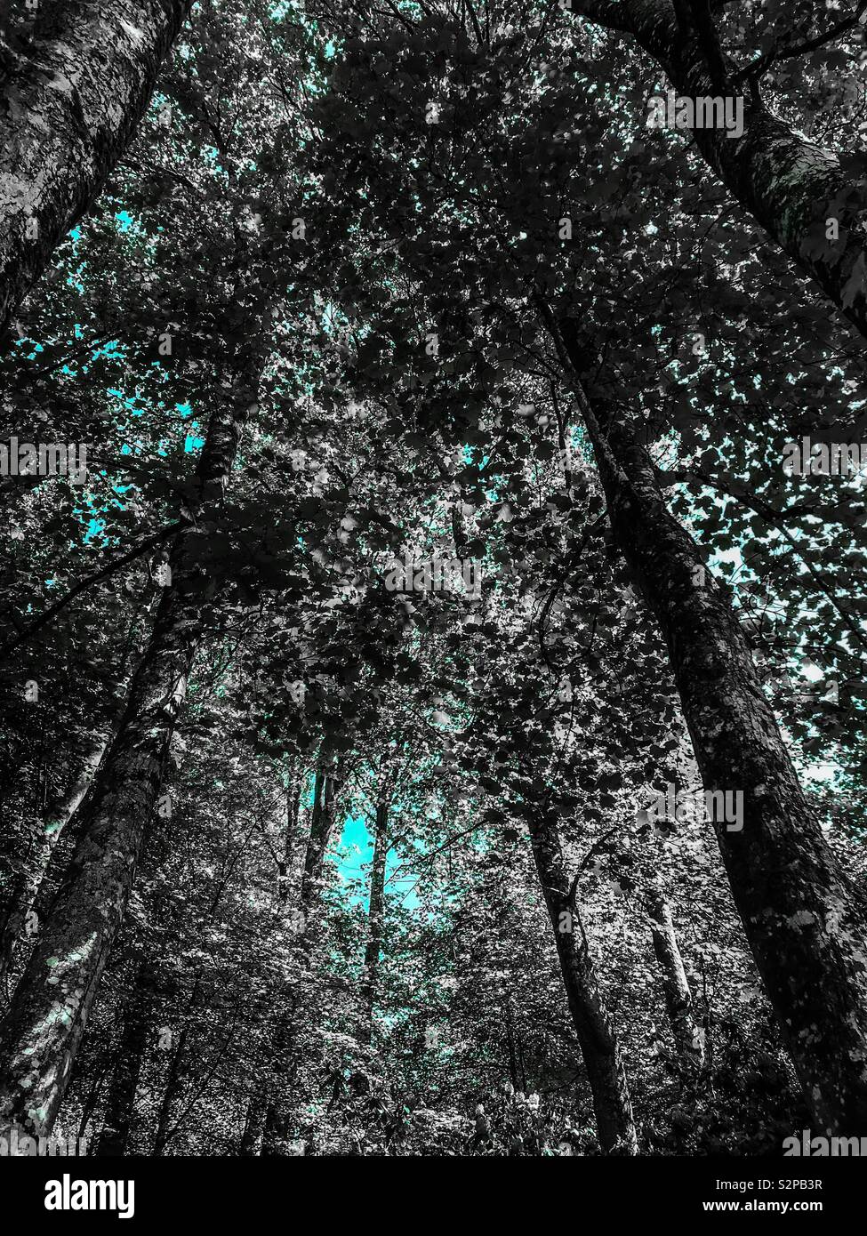 Aqua skies and spring trees Stock Photo - Alamy