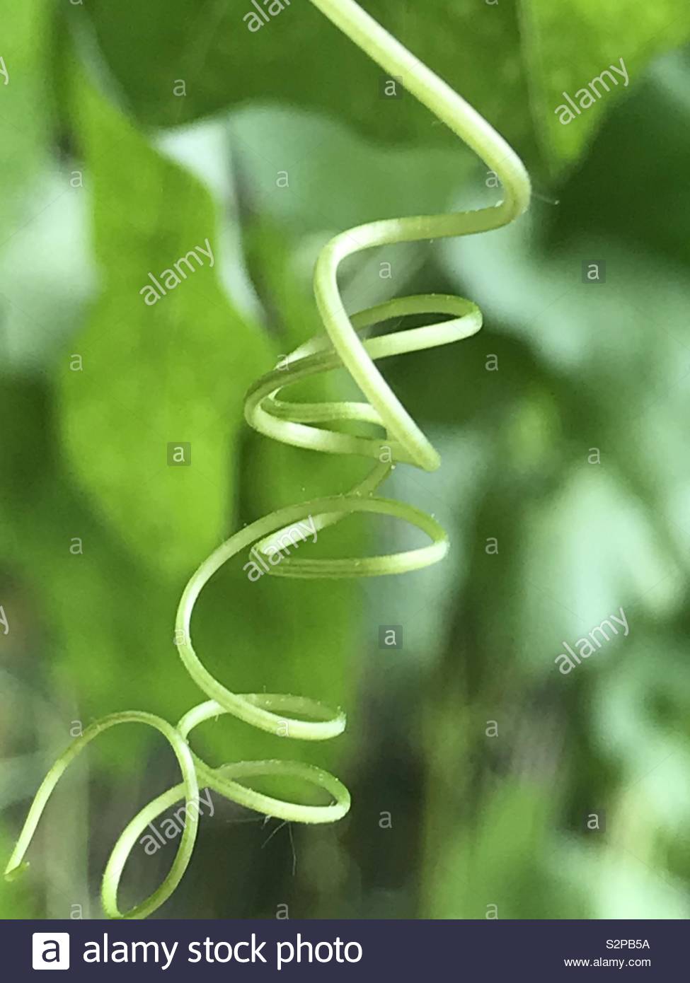 Vine arm hi-res stock photography and images - Alamy
