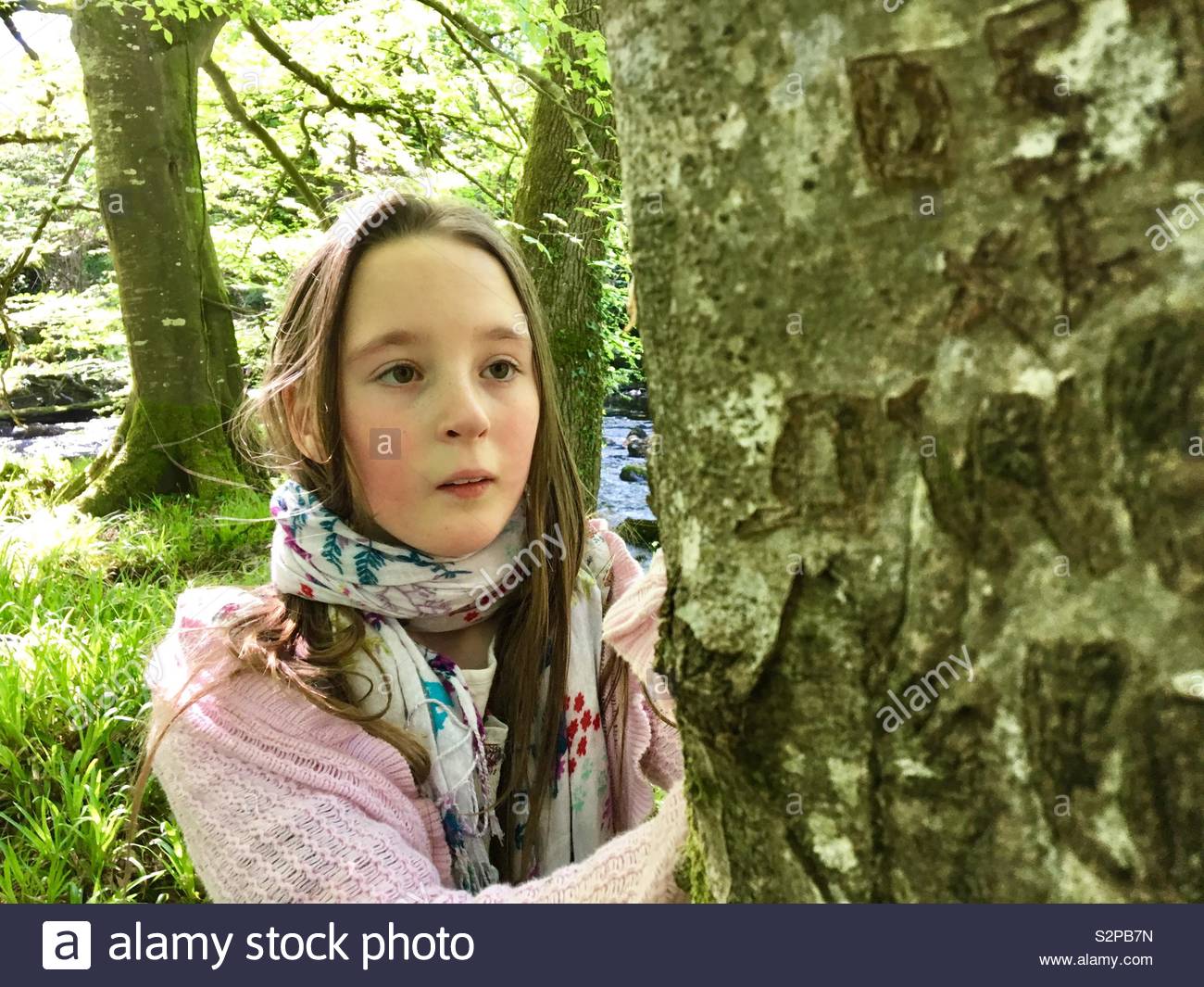 Tree and woods hi-res stock photography and images - Alamy