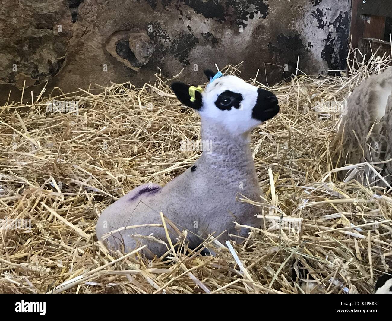 Lamb in hay Stock Photo - Alamy