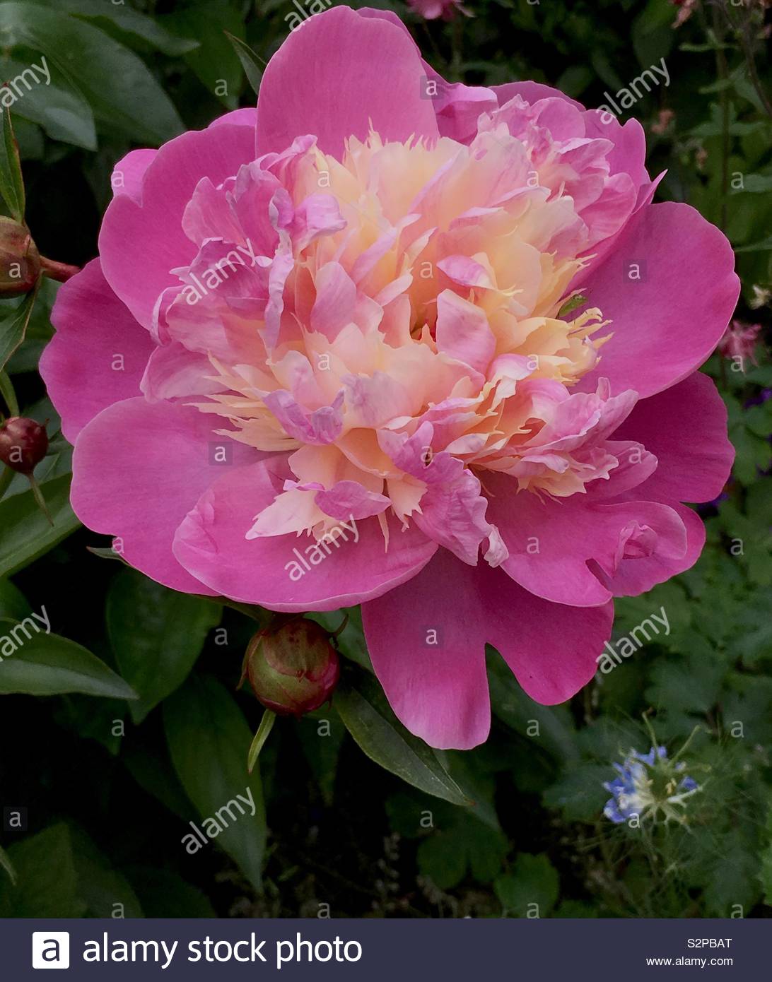 Pink and cream Camellia flower in full bud Stock Photo - Alamy