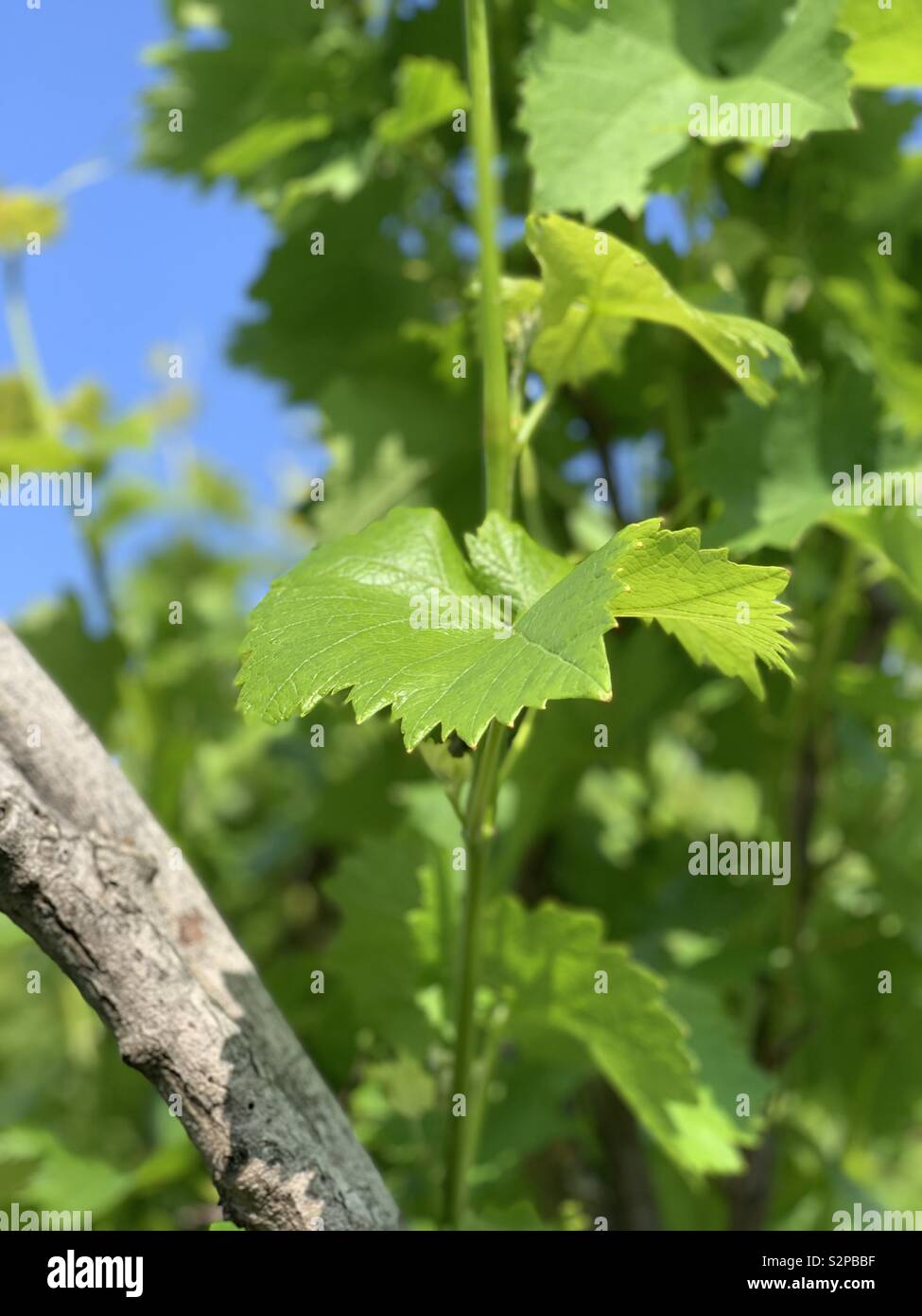 Vine leaf hi-res stock photography and images - Alamy