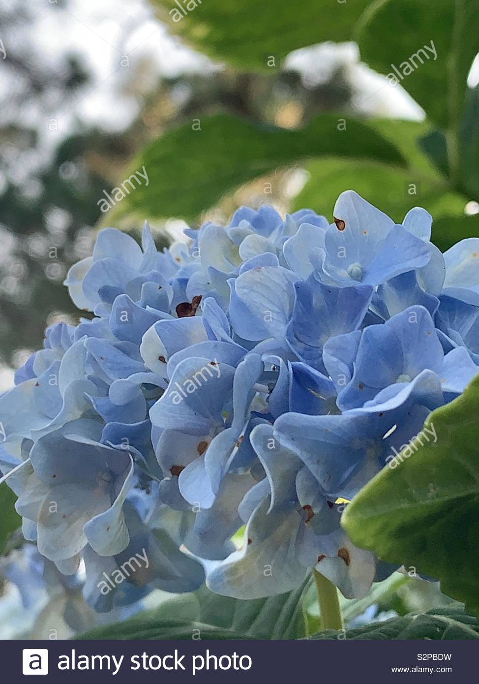 Beautiful blue hydrangea bloom Stock Photo - Alamy