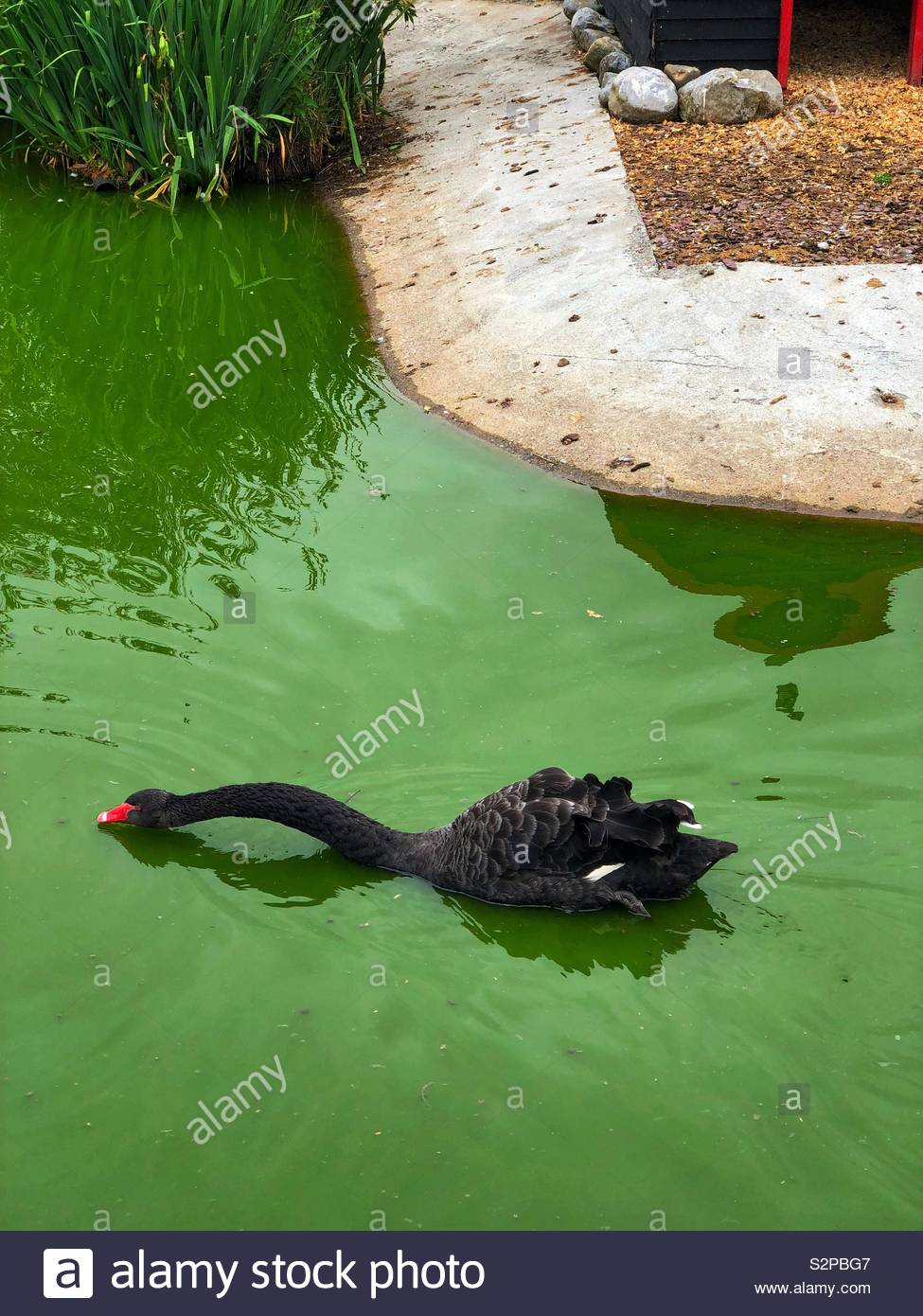 Stretching swan hi-res stock photography and images - Alamy