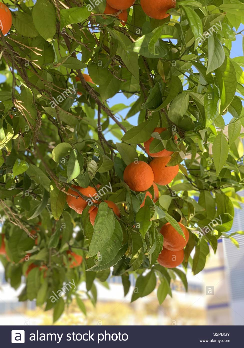 Cyprus orange tree hi-res stock photography and images - Alamy