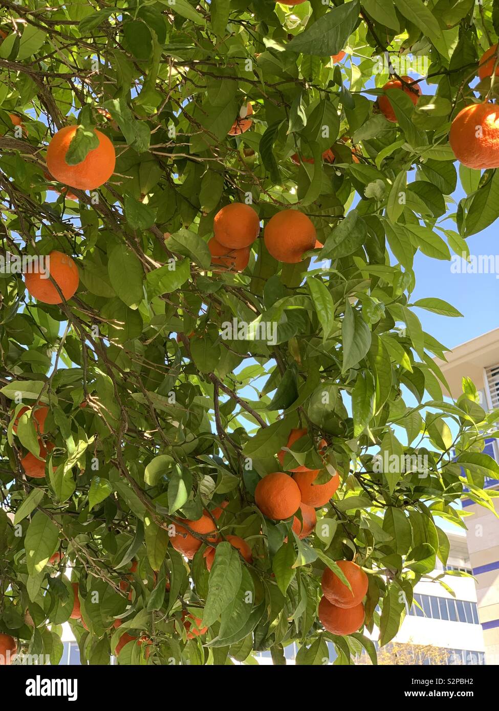 Cyprus orange tree oranges hi-res stock photography and images - Alamy