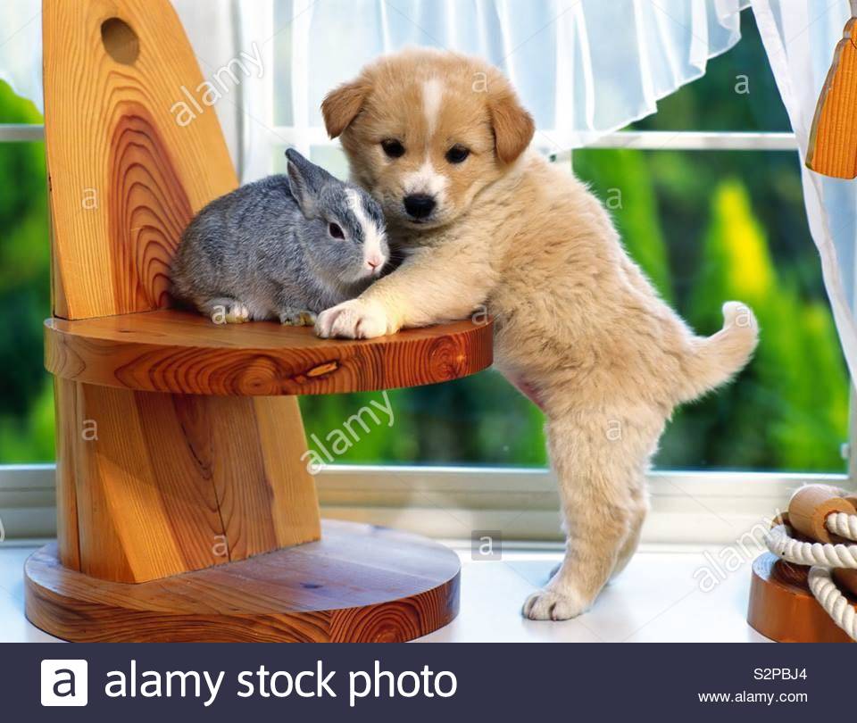 Cute Puppy And Bunny
